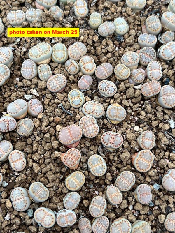Lithops | Discover Rare Succulent Plants at Vivian Lithops Garden